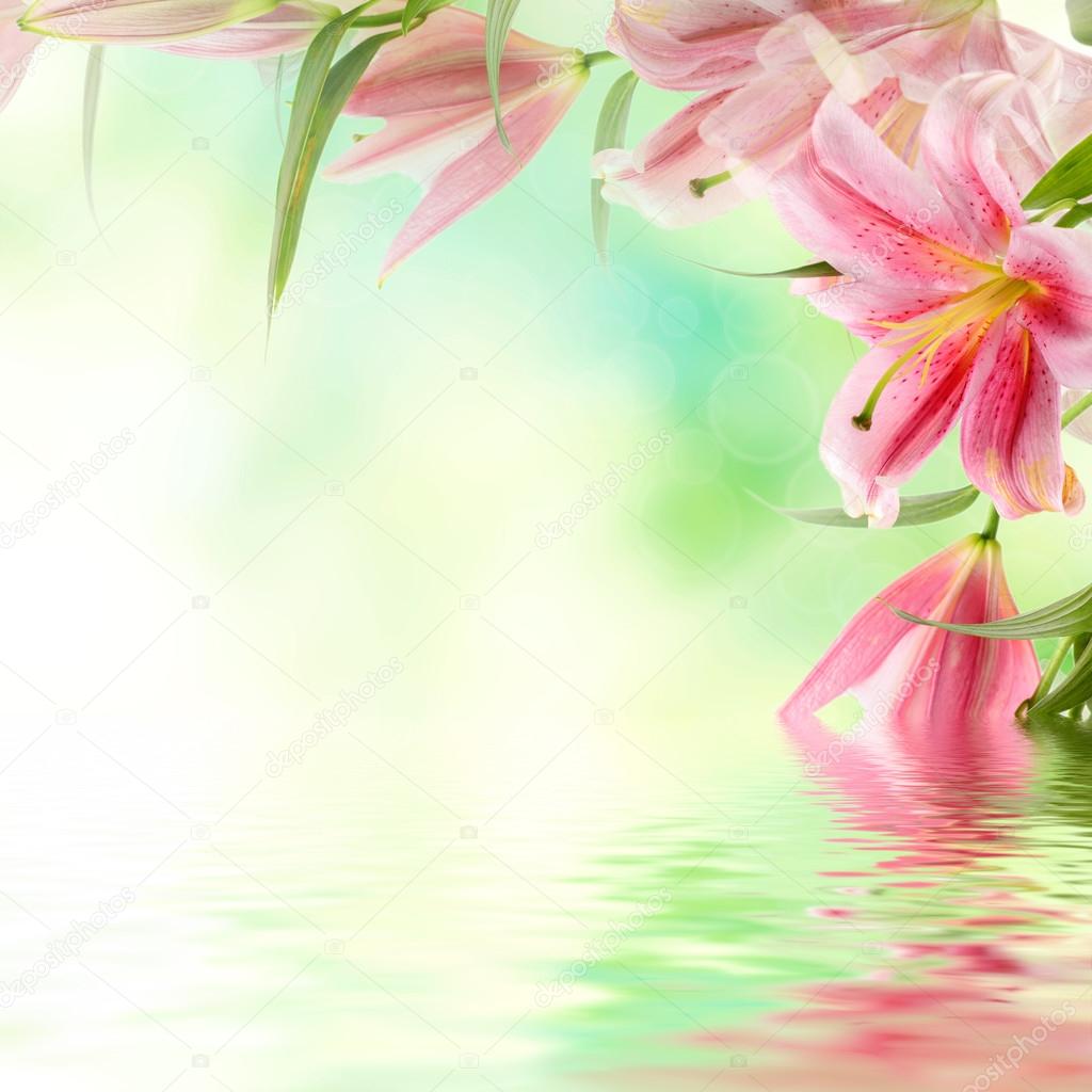 Pink lilies background Stock Photo by ©Roxana 52660919