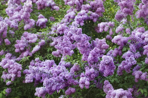 Spring lilac flowers - Stock Image - Everypixel