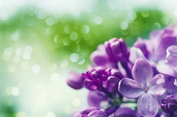 Lilac flowers background Stock Photo by ©Roxana 52660401