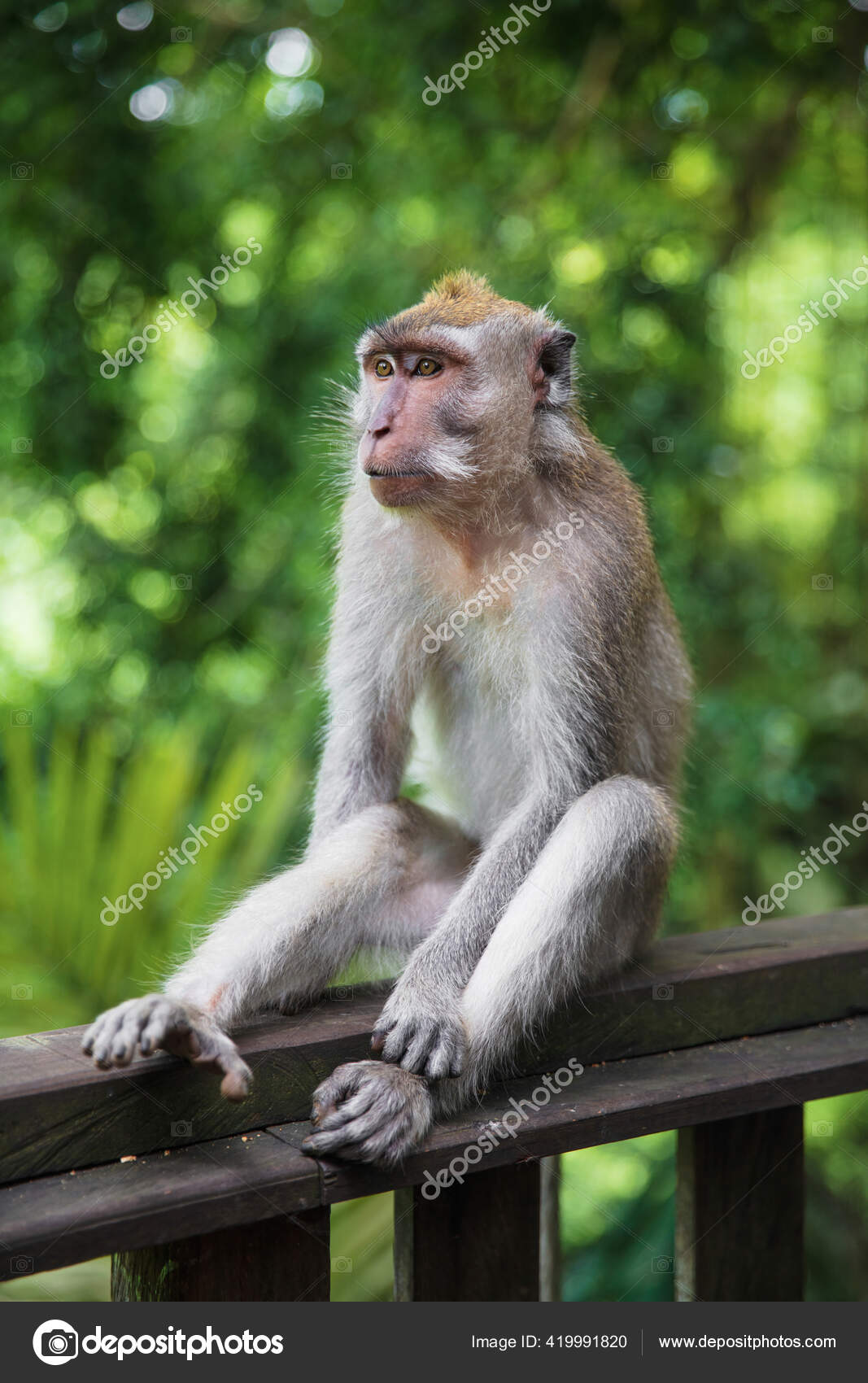 Lindo Mono Sentado Una Barandilla Madera Bosque Monos Indonesia ...