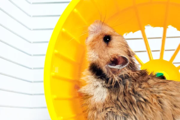 Hamster running in the running wheel — Stock Photo © Natalia7 #112872344