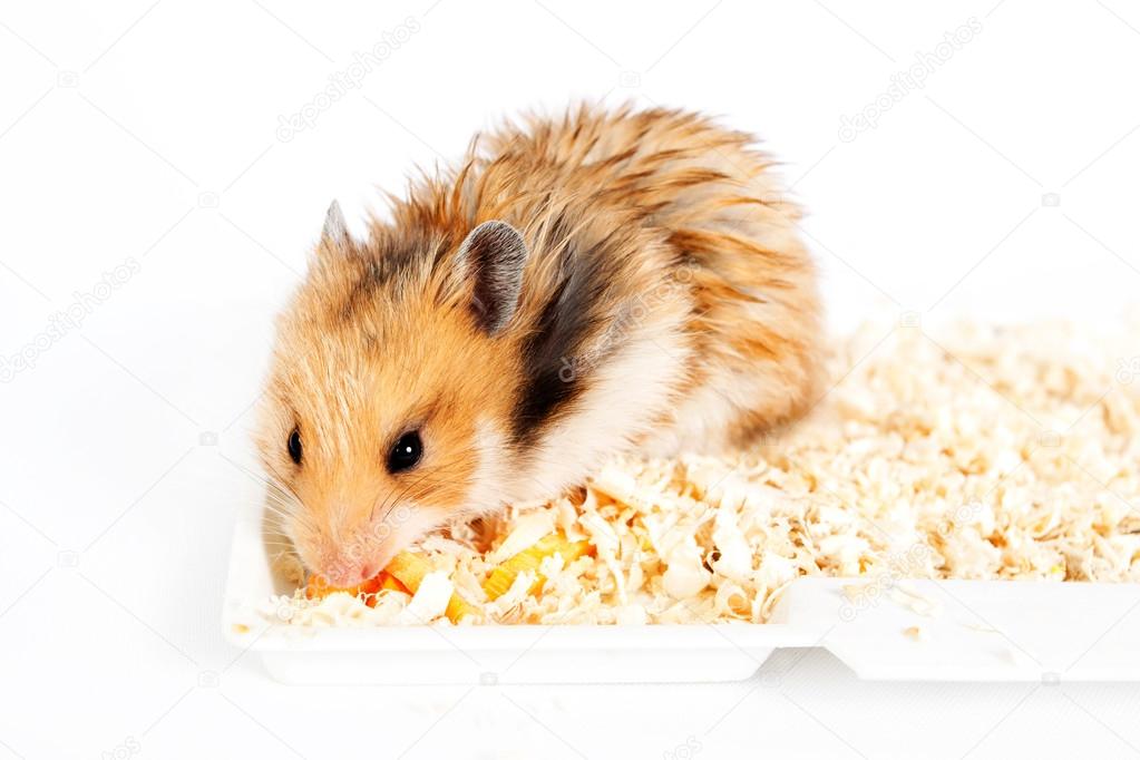 Hamster sits and eats in the sawdust — Stock Photo © Natalia7 #112872378