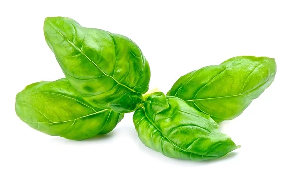 Fresh basil leaves — Stock Photo © margo555 #11830435