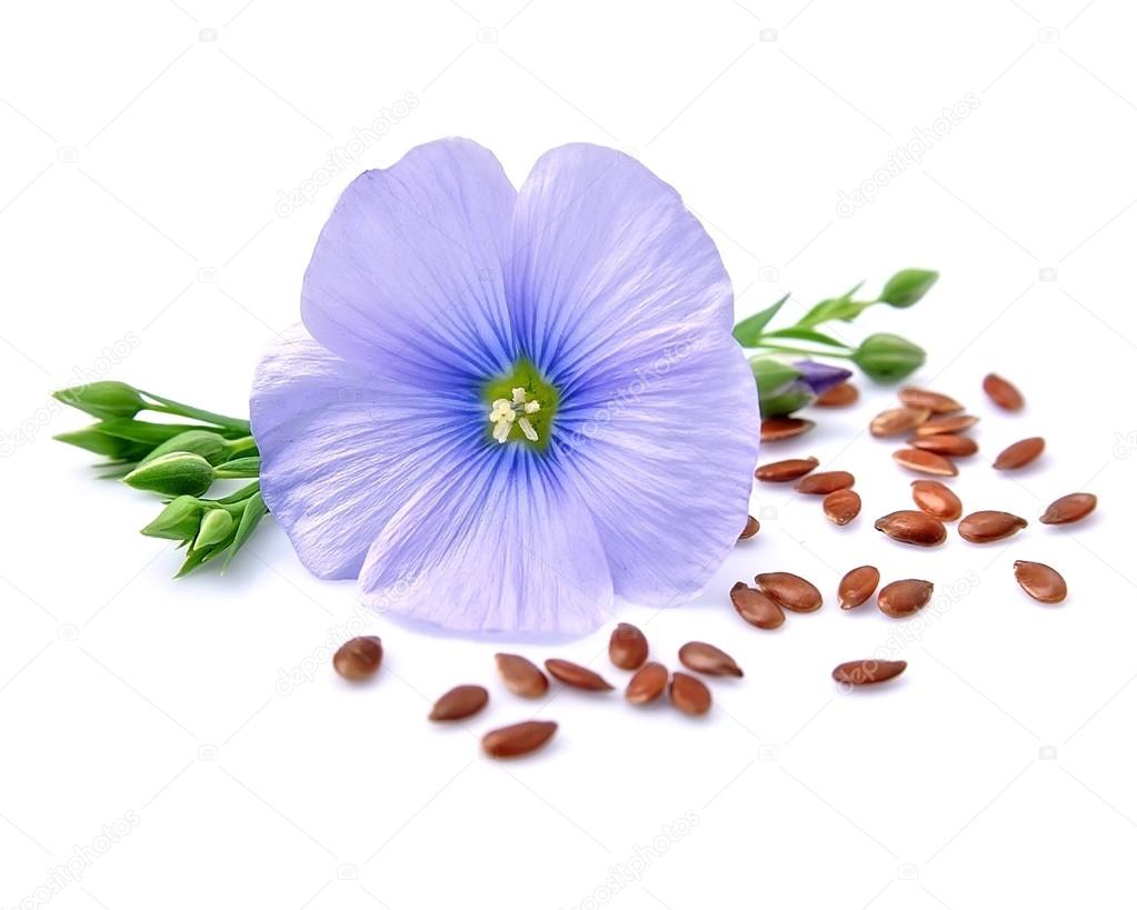 Flax Flower With Seeds