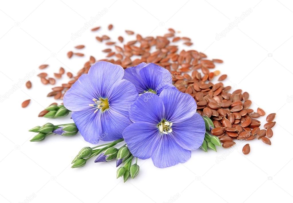 Flax Seed Plant