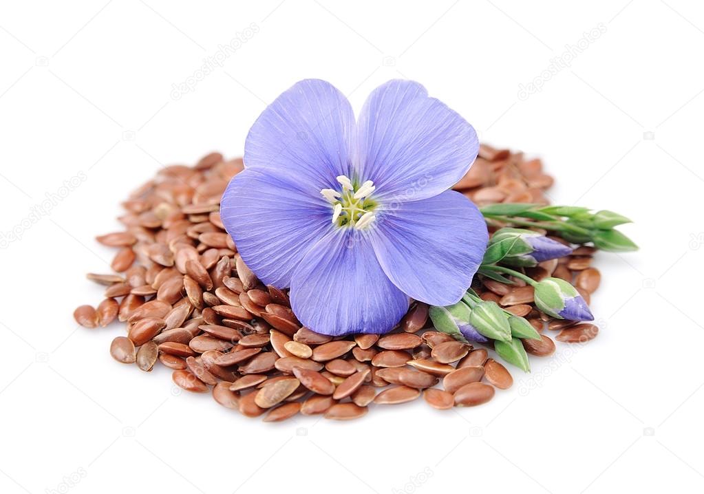 Flax Flower With Seeds