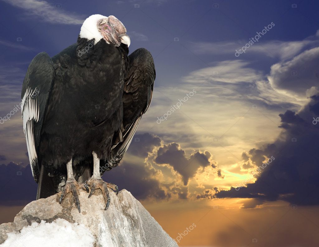 Andean condor sitting on rock Stock Photo by ©Jim_Filim 119459342