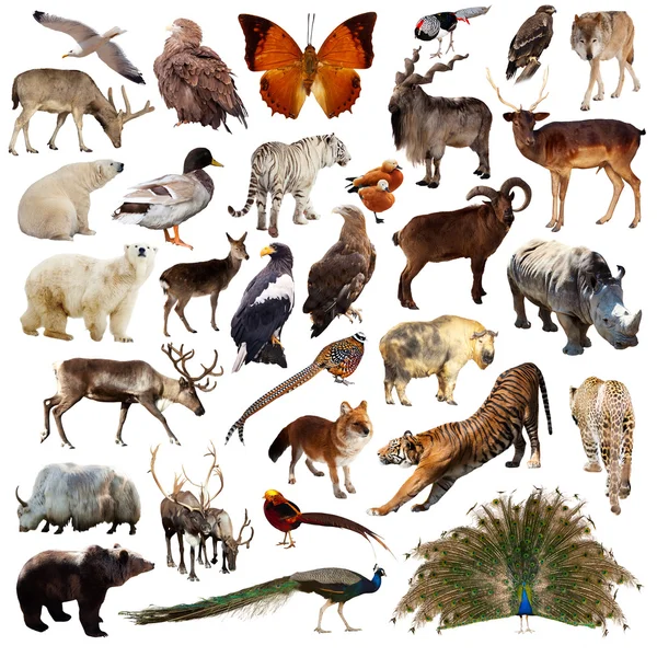 Wildlife animal collage Stock Photos, Royalty Free Wildlife animal ...