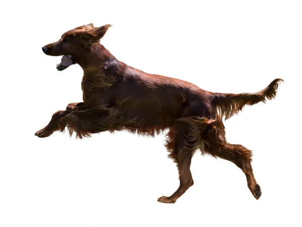 Movimiento perro Stock Photos, Royalty Free Movimiento perro Images ...