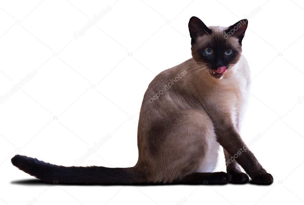 Kucing Siames The Best Names For Your Siamese Cat