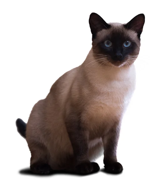 Siamese cat blue Stock Photos, Royalty Free Siamese cat blue Images ...