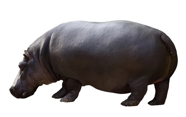 Hippo opening jaws on the white background — Stock Photo © wlad74 #88812588