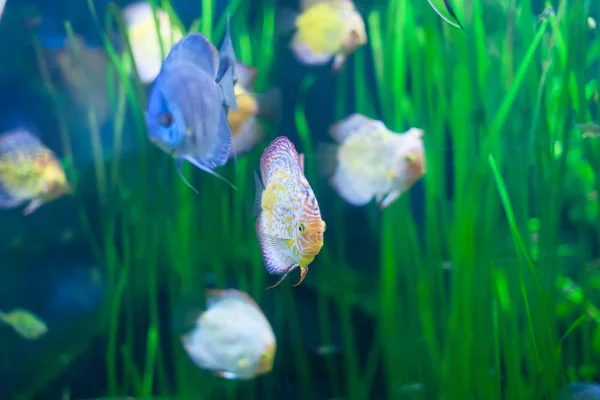 Freshwater aquarium Stock Photos, Royalty Free Freshwater aquarium ...