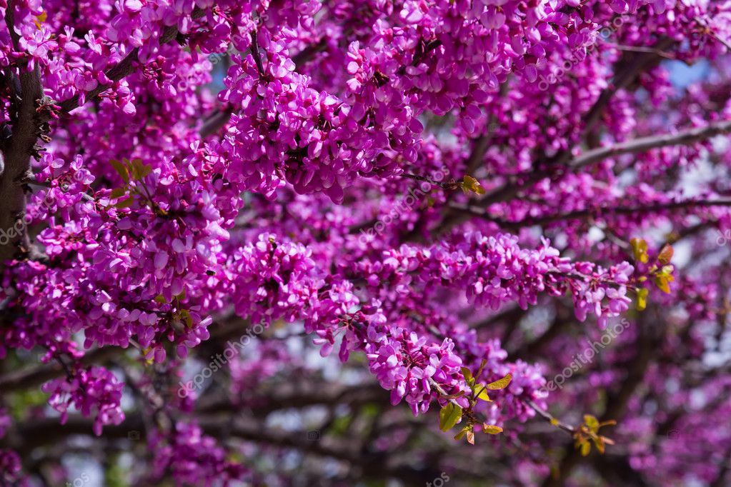 Flowering Cercis siliquastrum — Stock Photo © Jim_Filim #75030007