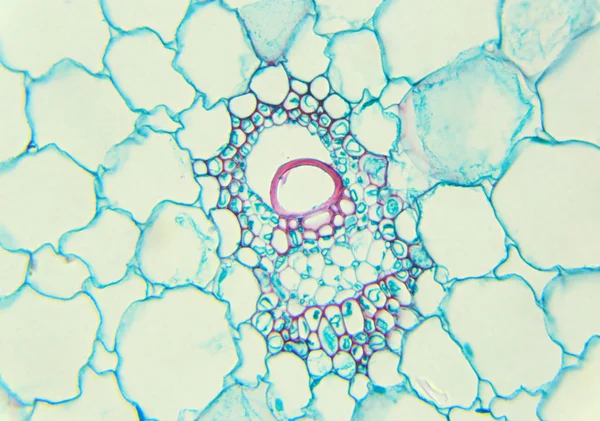 Corn cells Images - Search Images on Everypixel