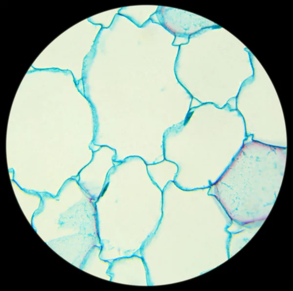 Corn cells Images - Search Images on Everypixel