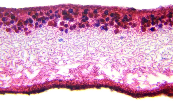 Pictures: red blood cells under a microscope | Chicken red blood cells ...