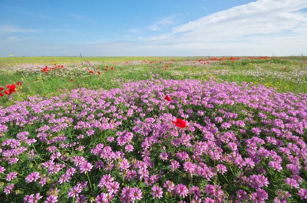 Field of Texas Spring Wildflowers - bluebonnets and indian paint ...
