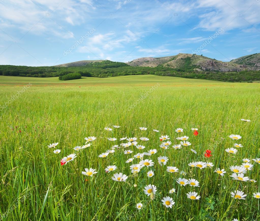 Beautiful green spring meadow landscape. Stock Photo by ©zatvor 118868604