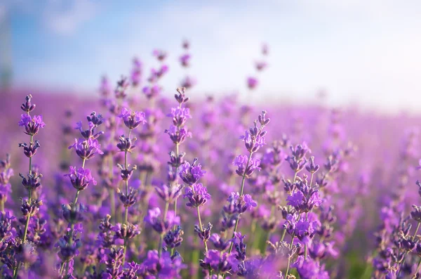 Lavender meadow Stock Photo by ©zatvor 79605190