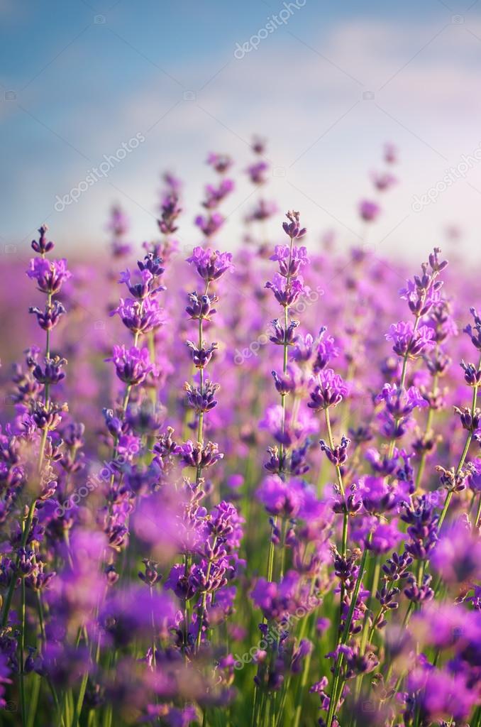 Lavender meadow Stock Photo by ©zatvor 79605190