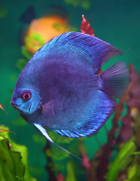 Cobalt Blue Discus