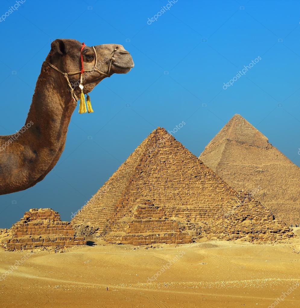 camello frente a la pirámide en Egipto 2024