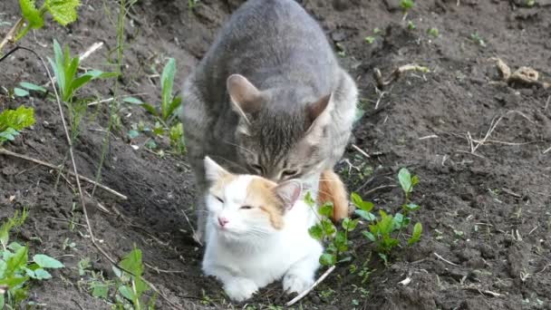 48 Cats mating Stock Videos, 4K & HD Footage | Depositphotos