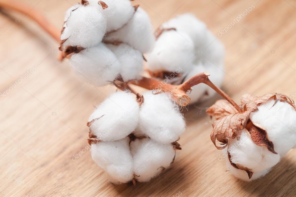 Cotton flower — Stock Photo © oksixx #53969081