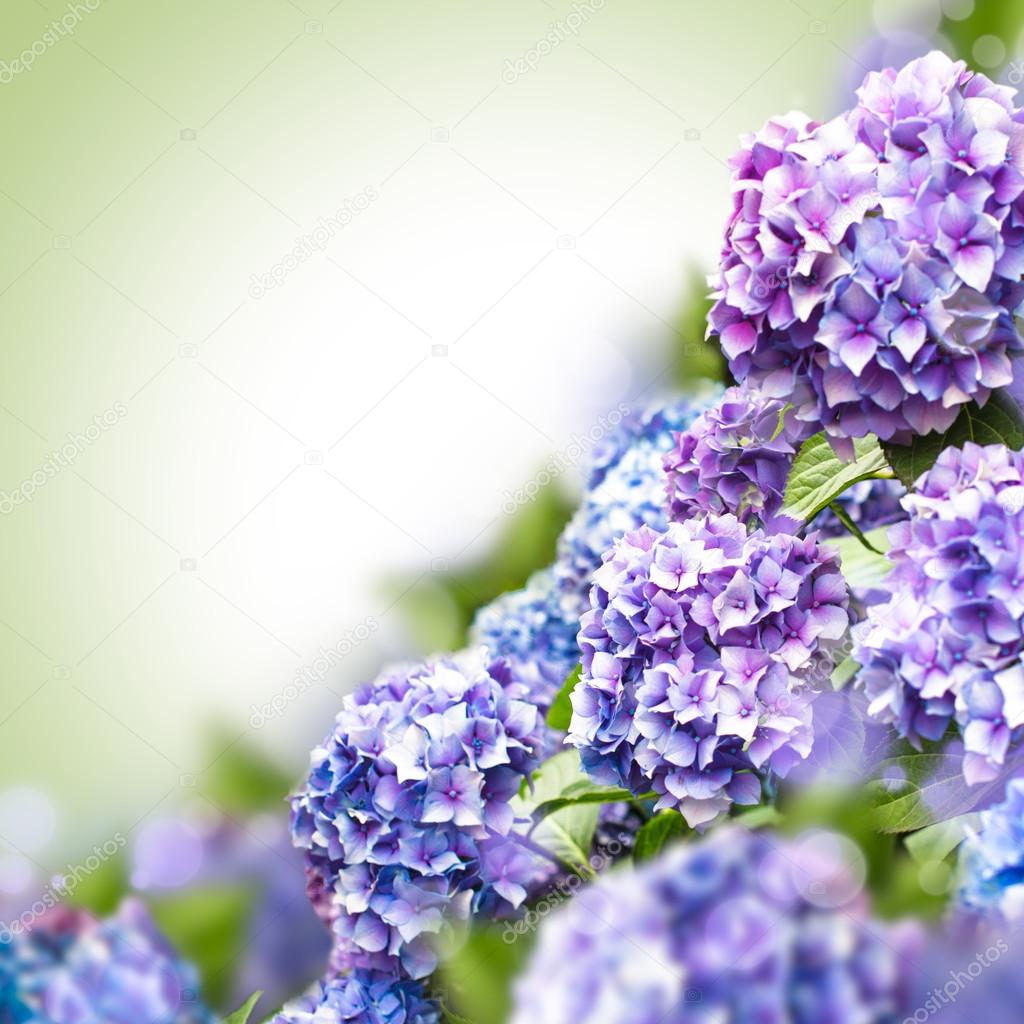 Hydrangea Flower Border