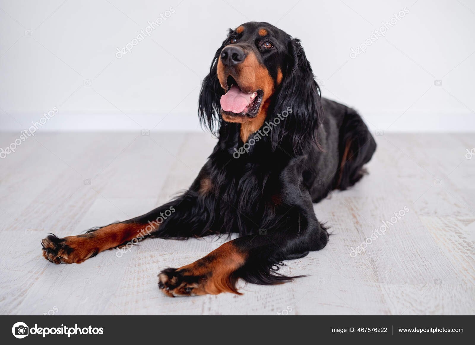 Gordon Setters Dogs In Snow
