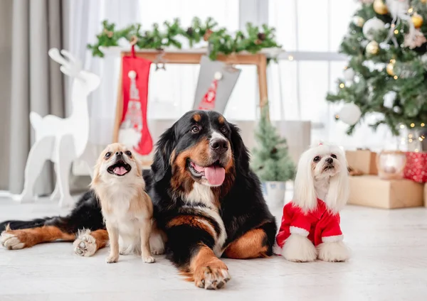 Christmas dog family Stock Photos, Royalty Free Christmas dog family ...