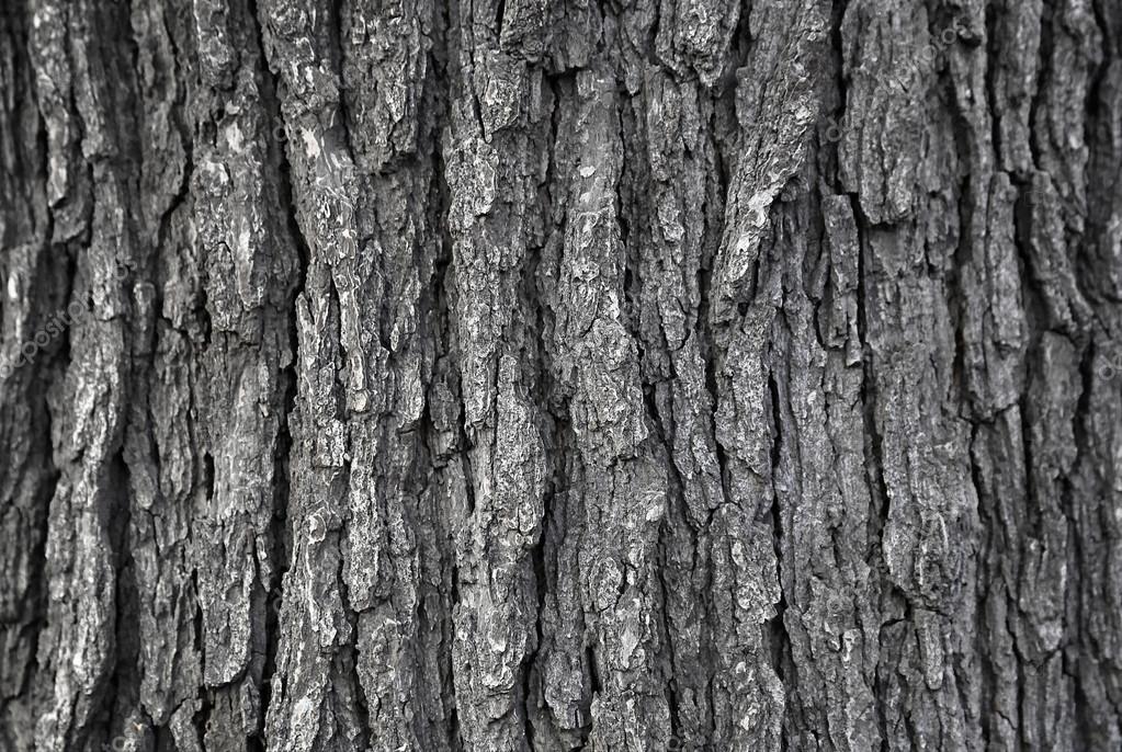 Texture of tree trunk — Stock Photo © Dink101 #104529982