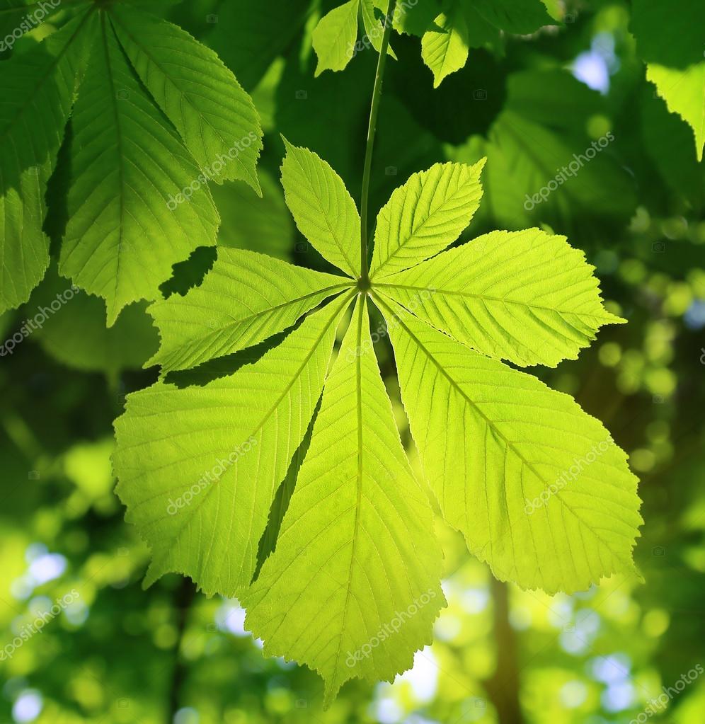 Kastanj blad — Stockfoto #52444893 — Depositphotos