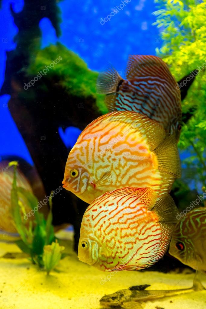 Aquarium with tropical fish — Stock Photo © bloodua #56225831