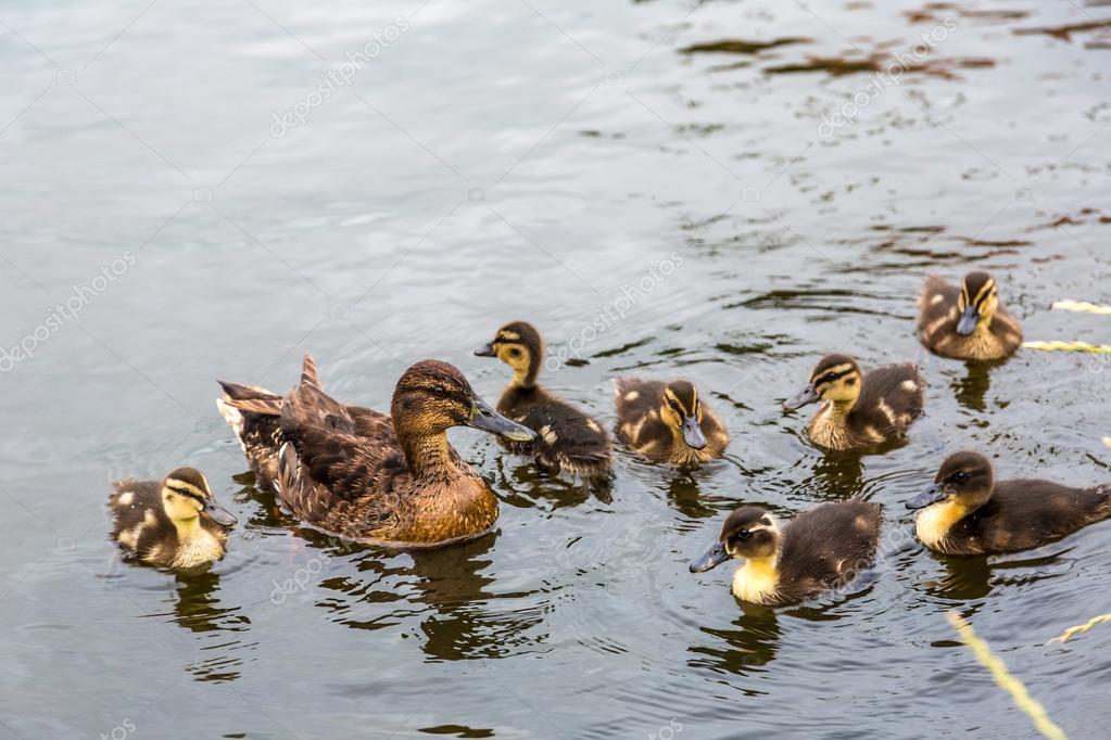 Mother Duck with ducklings — Stock Photo © bloodua #69445213