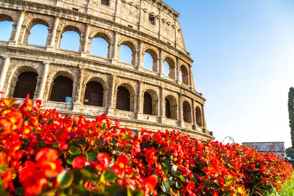 Colosseum and flowers in Rome — Stock Photo © bloodua #70860521