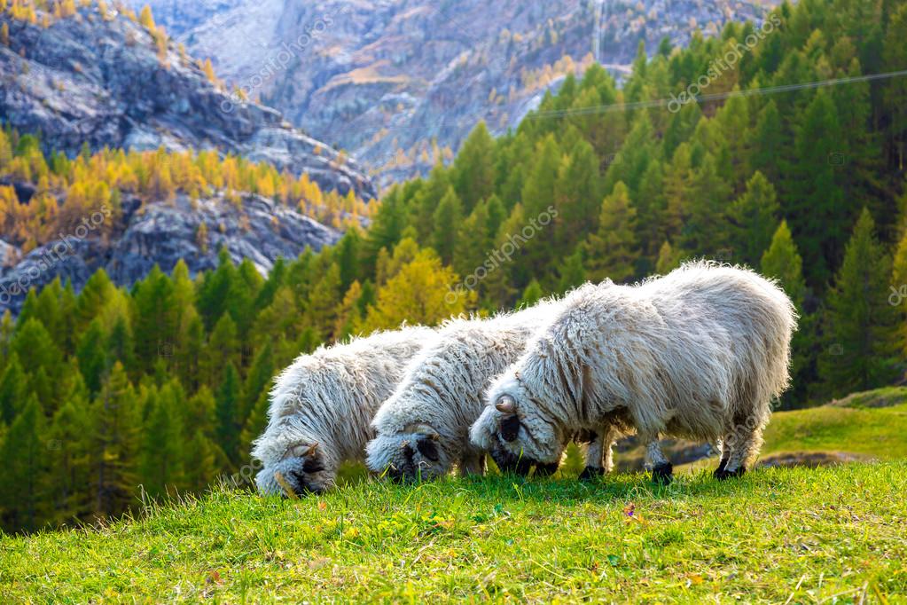 Valais blacknose sheep in Alps Stock Photo by ©bloodua 72979379
