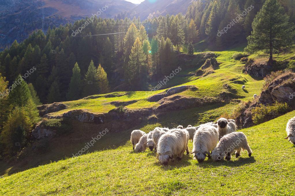 Valais blacknose sheep in Alps Stock Photo by ©bloodua 96627858