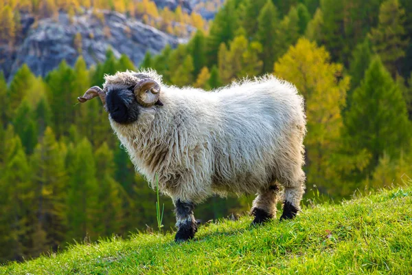 Valais blacknose sheep in Alps — Stock Photo © bloodua #72979385