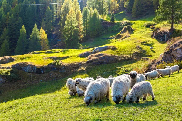 Swiss sheep Stock Photos, Royalty Free Swiss sheep Images | Depositphotos