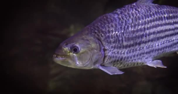 1,130 Tigerfish Videos, Royalty-free Stock Tigerfish Footage ...