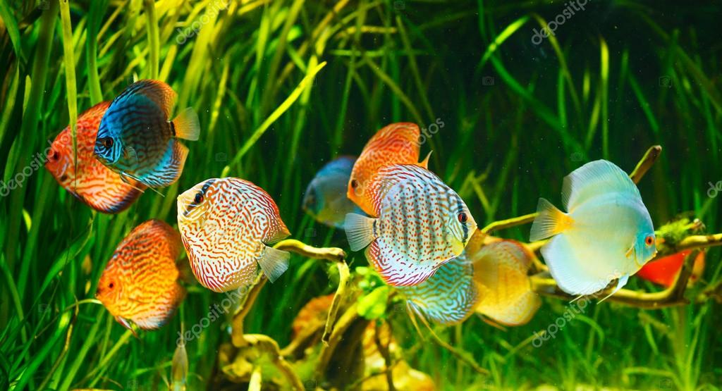 Symphysodon discus Stock Photo by ©cookelma 63666153