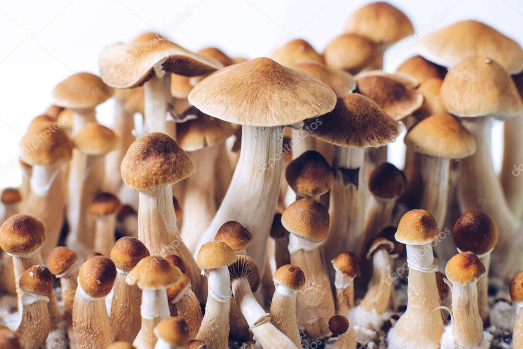 Cultivo de Psilocybe cubensis hongo psicodélico 2025