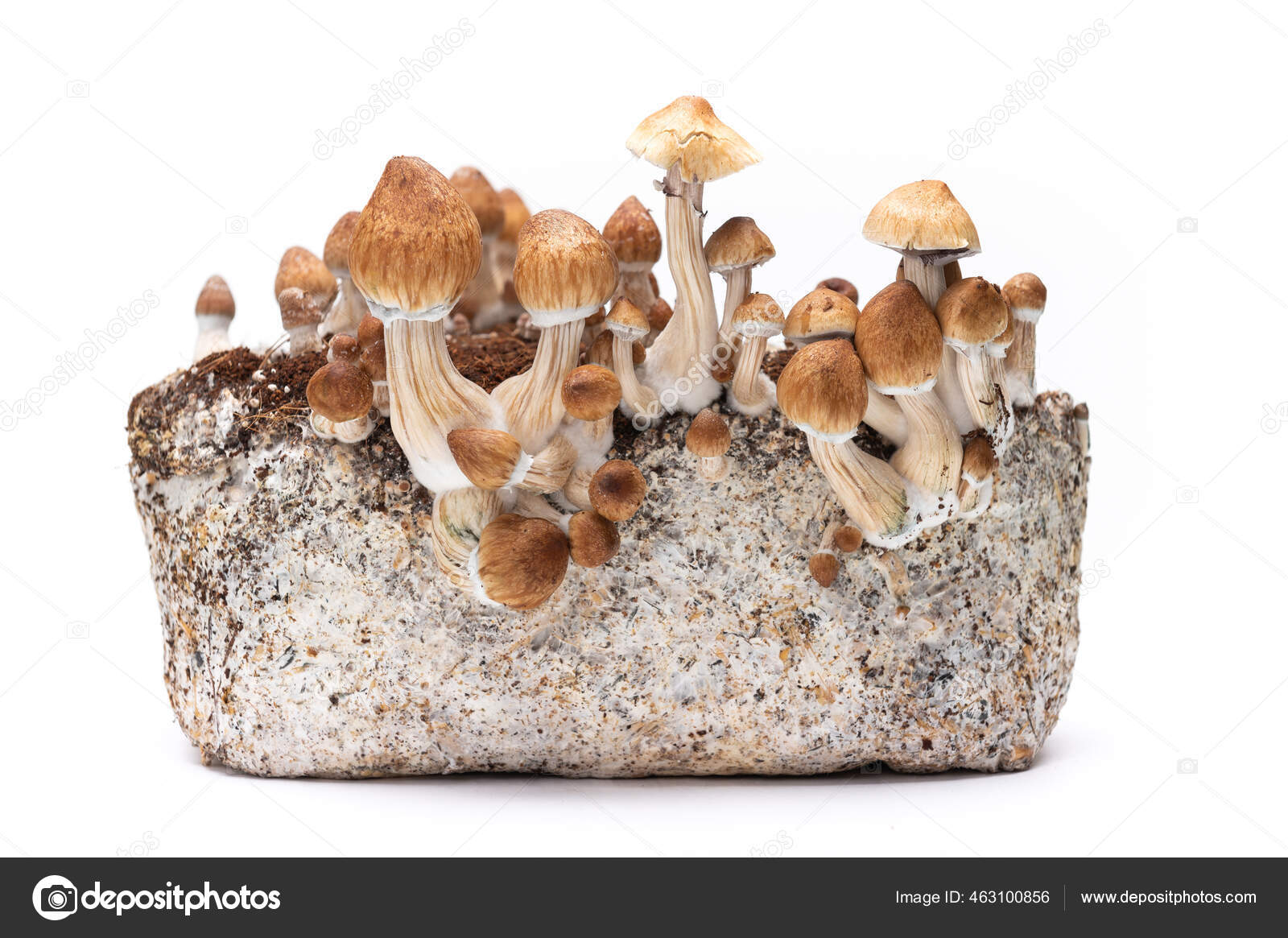 How To Grow Magic Mushrooms