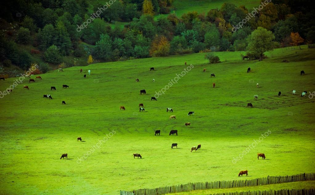 Alpine pastures and cows — Stock Photo © Yarygin #63588017
