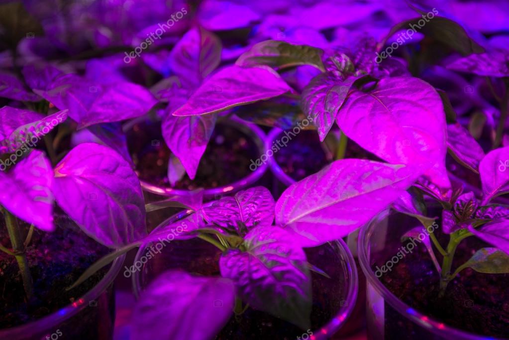 LED lighting Grow plants Stock Photo by ©Yarygin 71956565
