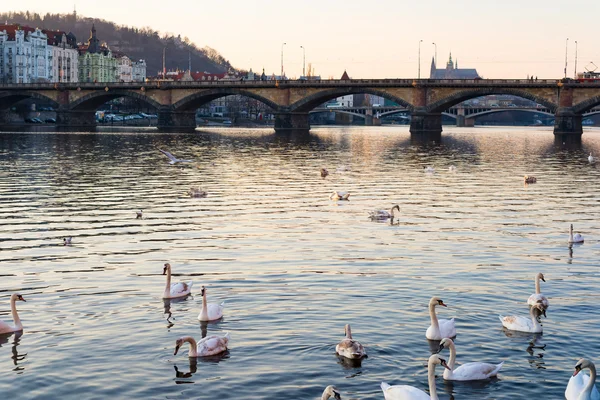 Prague spring Stock Photos, Royalty Free Prague spring Images ...