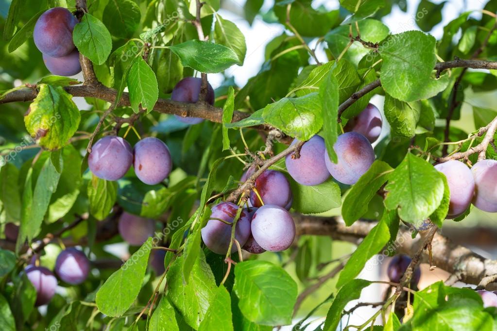 Plums on a tree — Stock Photo © Laures #65039009