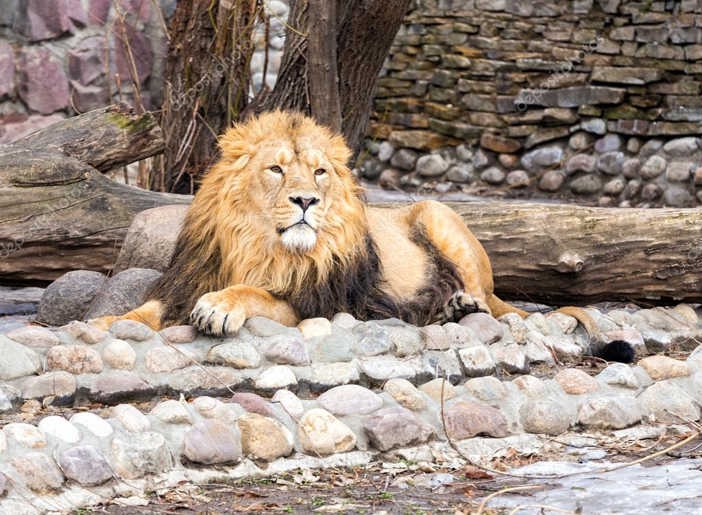 A Lion in a Zoo Stock Photo by ©Laures 81993678